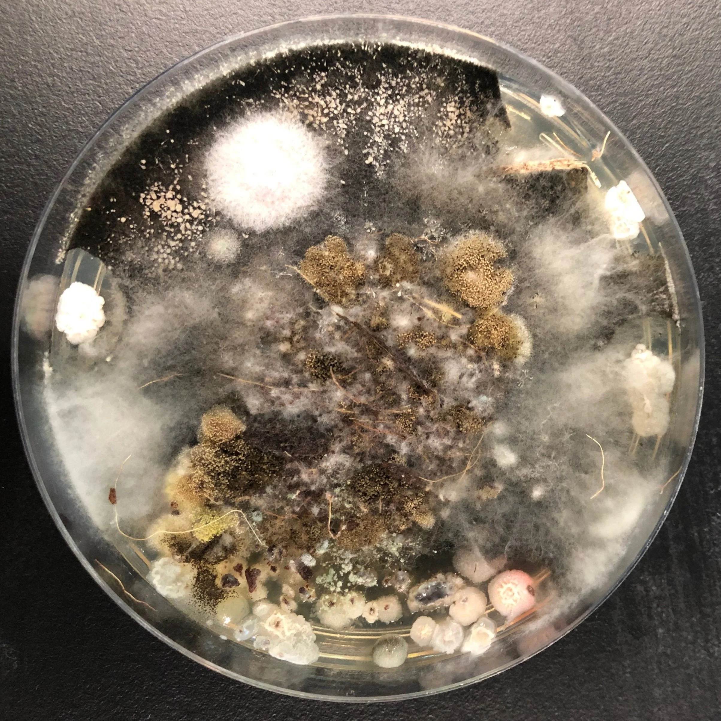 Cannabis Pathogen Diagnostics — TUMI Genomics