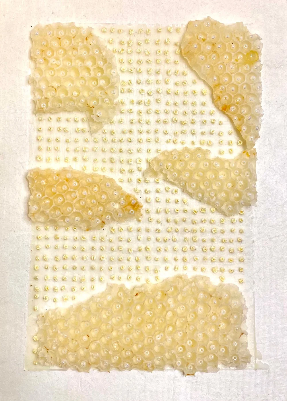 AVA ROTH — Warm Springs Gallery