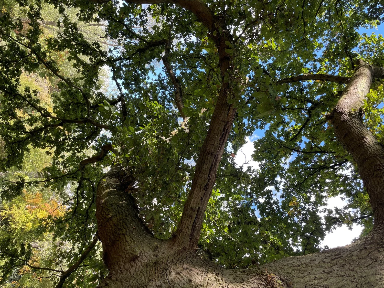 About Us — SweetTree Farming For All