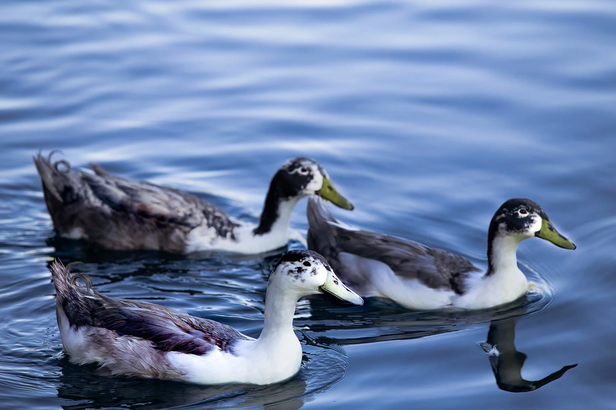 Smooth Sailing On The Lake — Annie Cooper Photography