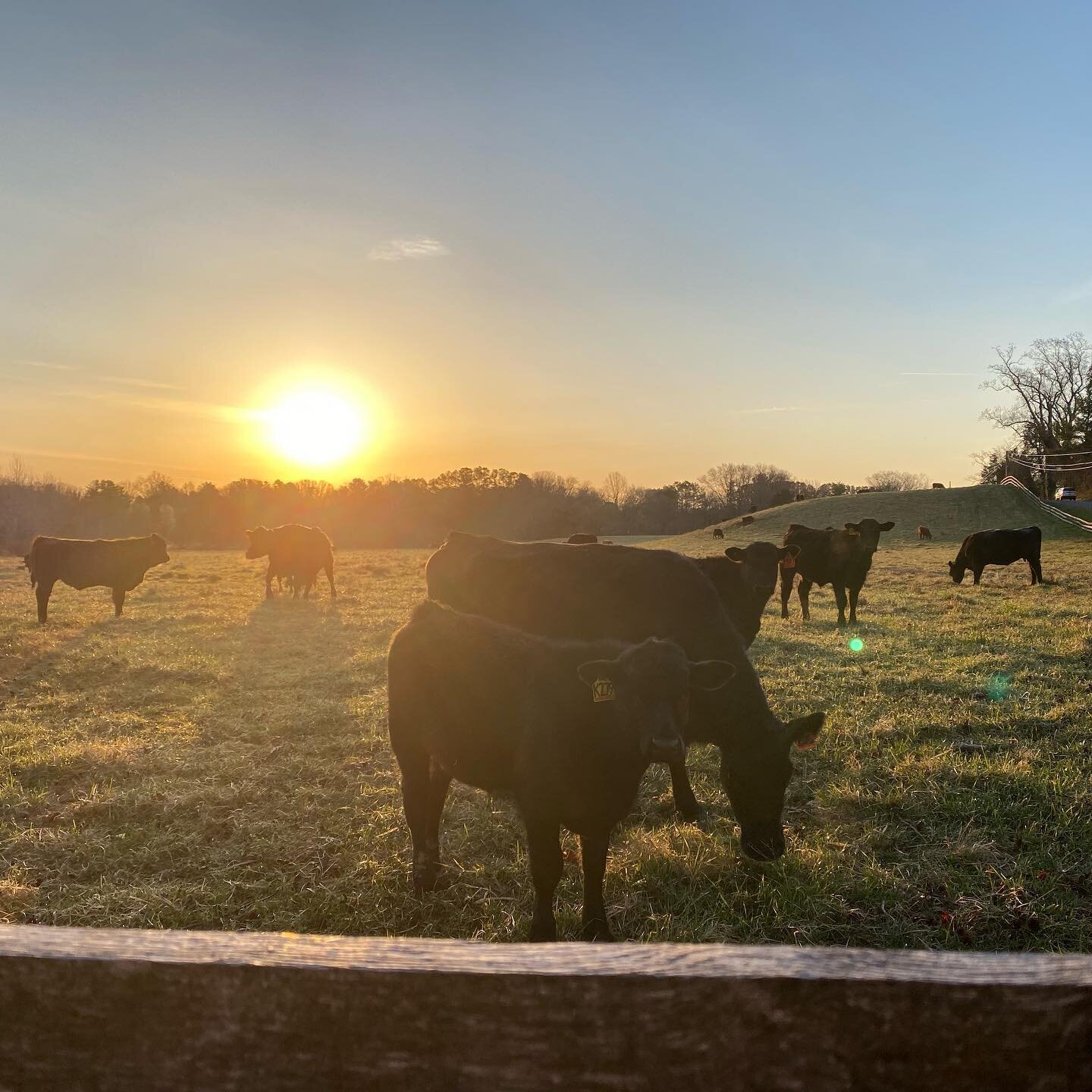American Heritage Family Farm | Pasture Raised Meat