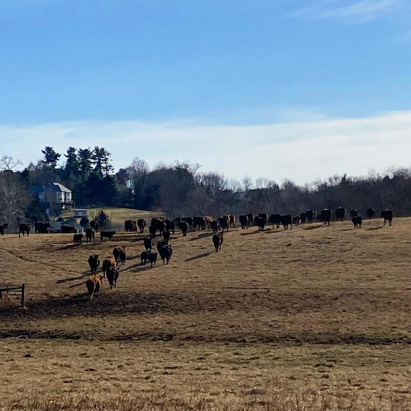 American Heritage Family Farm | Pasture Raised Meat