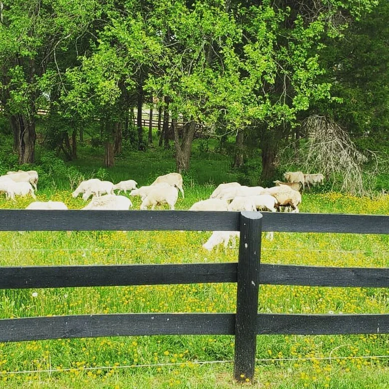 American Heritage Family Farm | Pasture Raised Meat