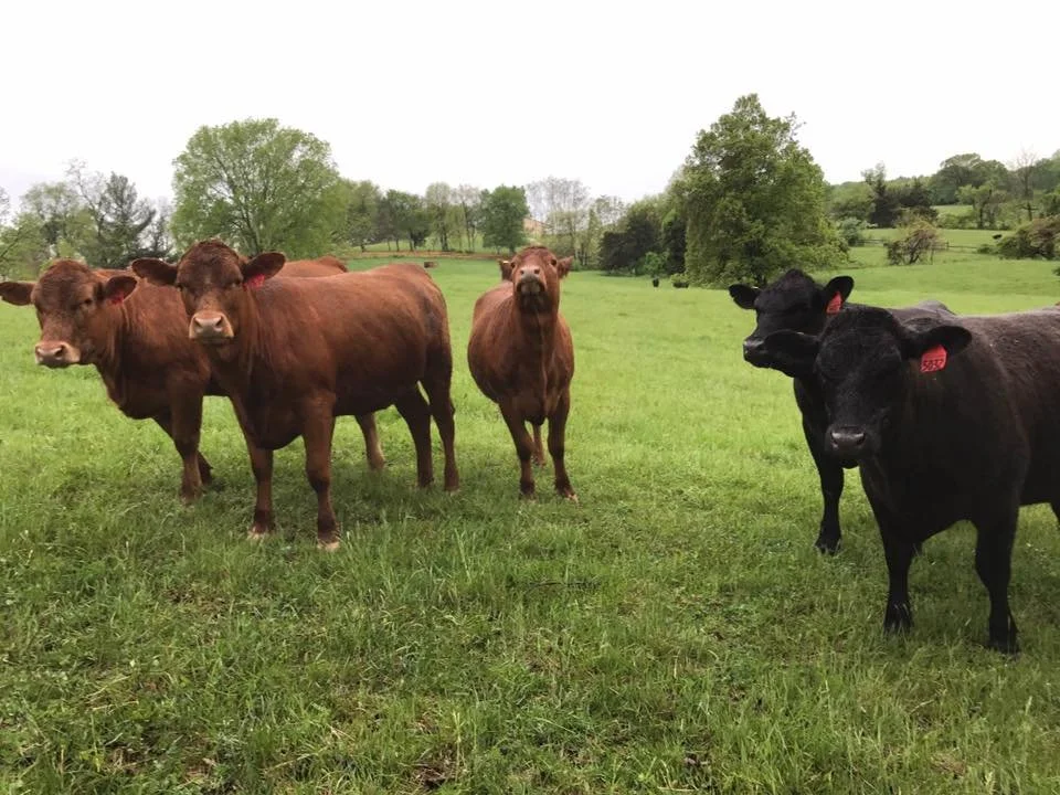 American Heritage Family Farm | Pasture Raised Meat