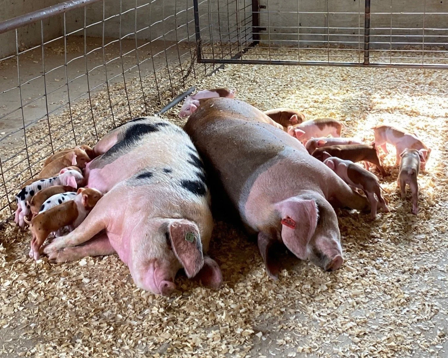 American Heritage Family Farm | Pasture Raised Meat