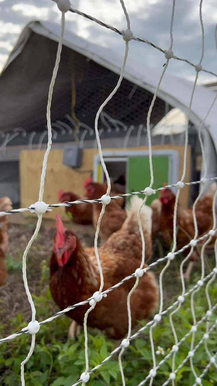 Nourished Pastures | Pastured Poultry & Farm Fresh Eggs