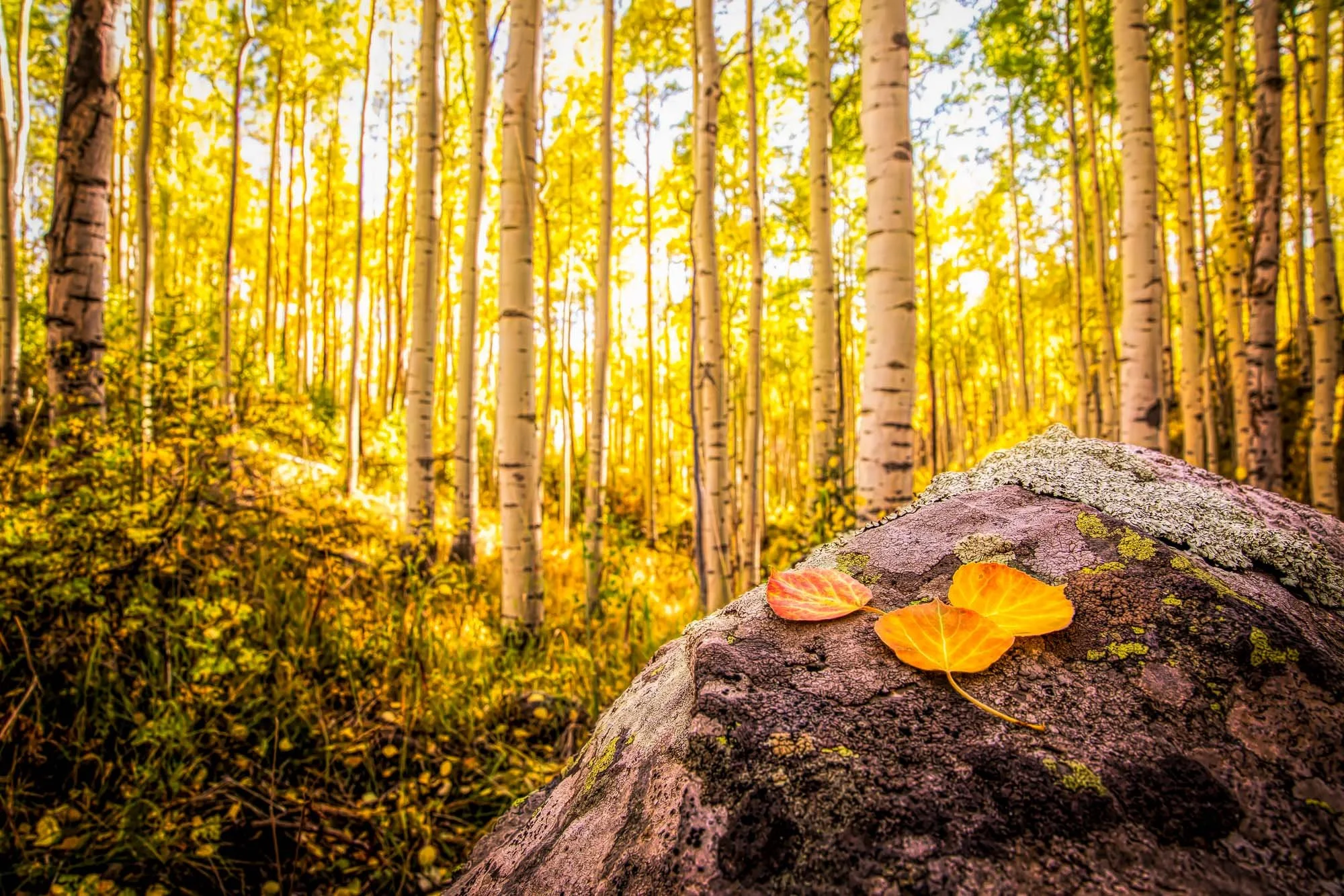 Ryan McGehee - Photography / Video