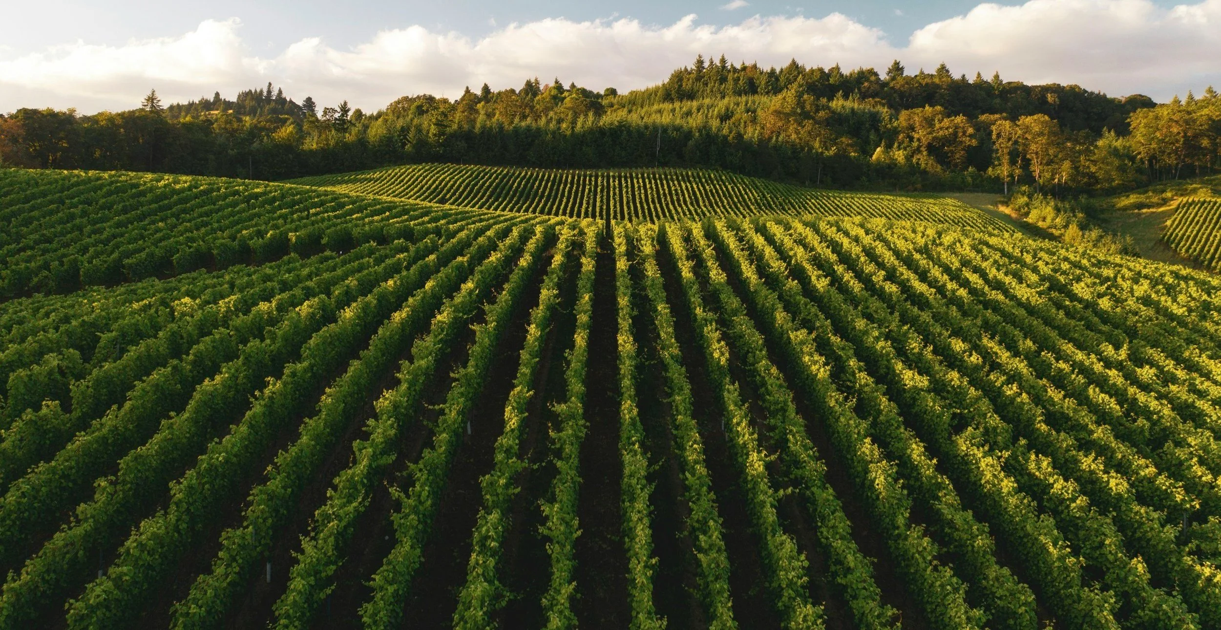 Events in the Vineyard — Blind Tiger Vineyards