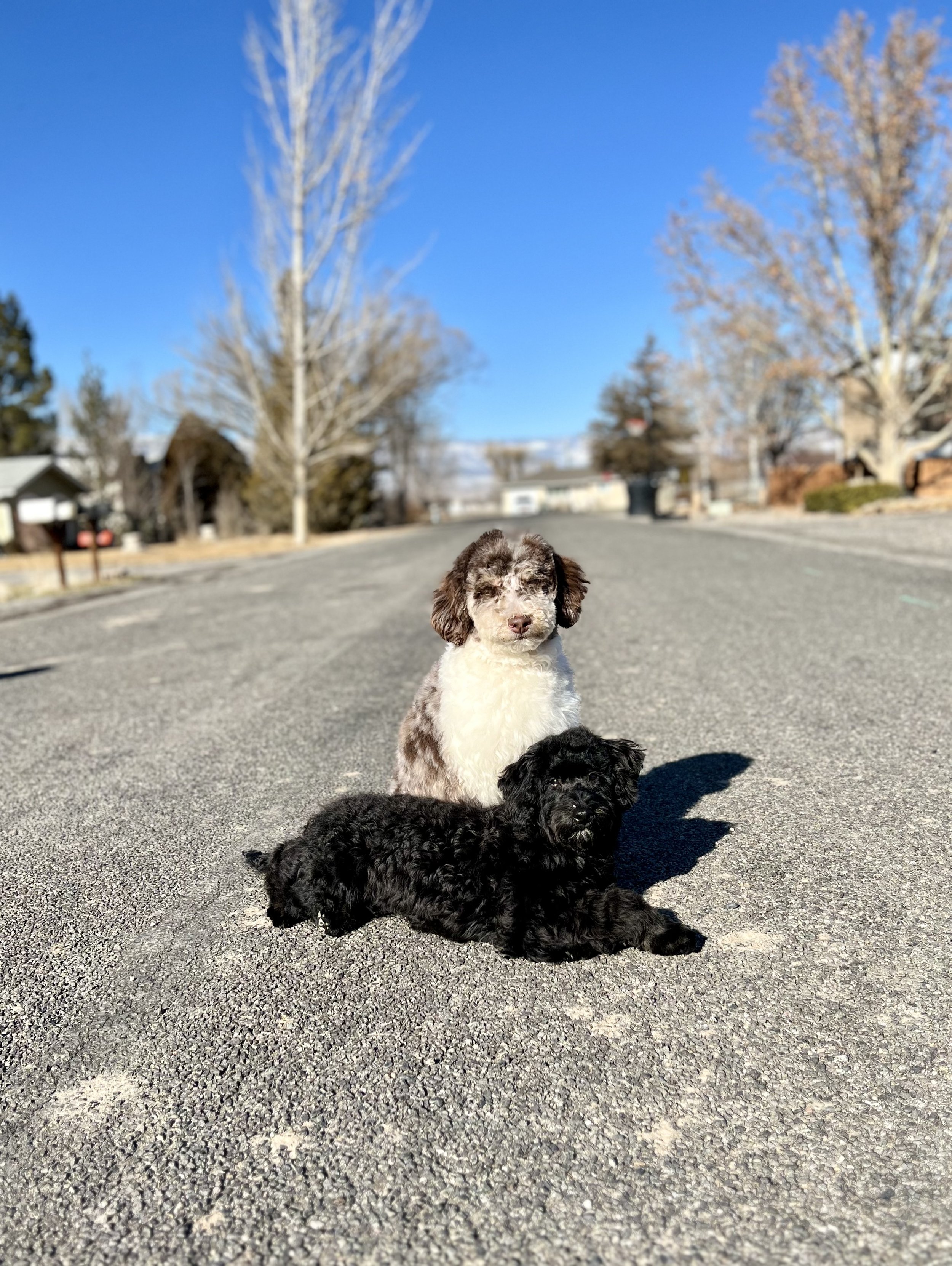 High Desert Dog Training LLC