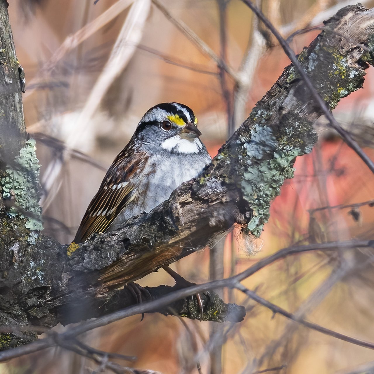 Images | Eagle Photography & Bird of Prey Images - Scott Bemman Nature Photography