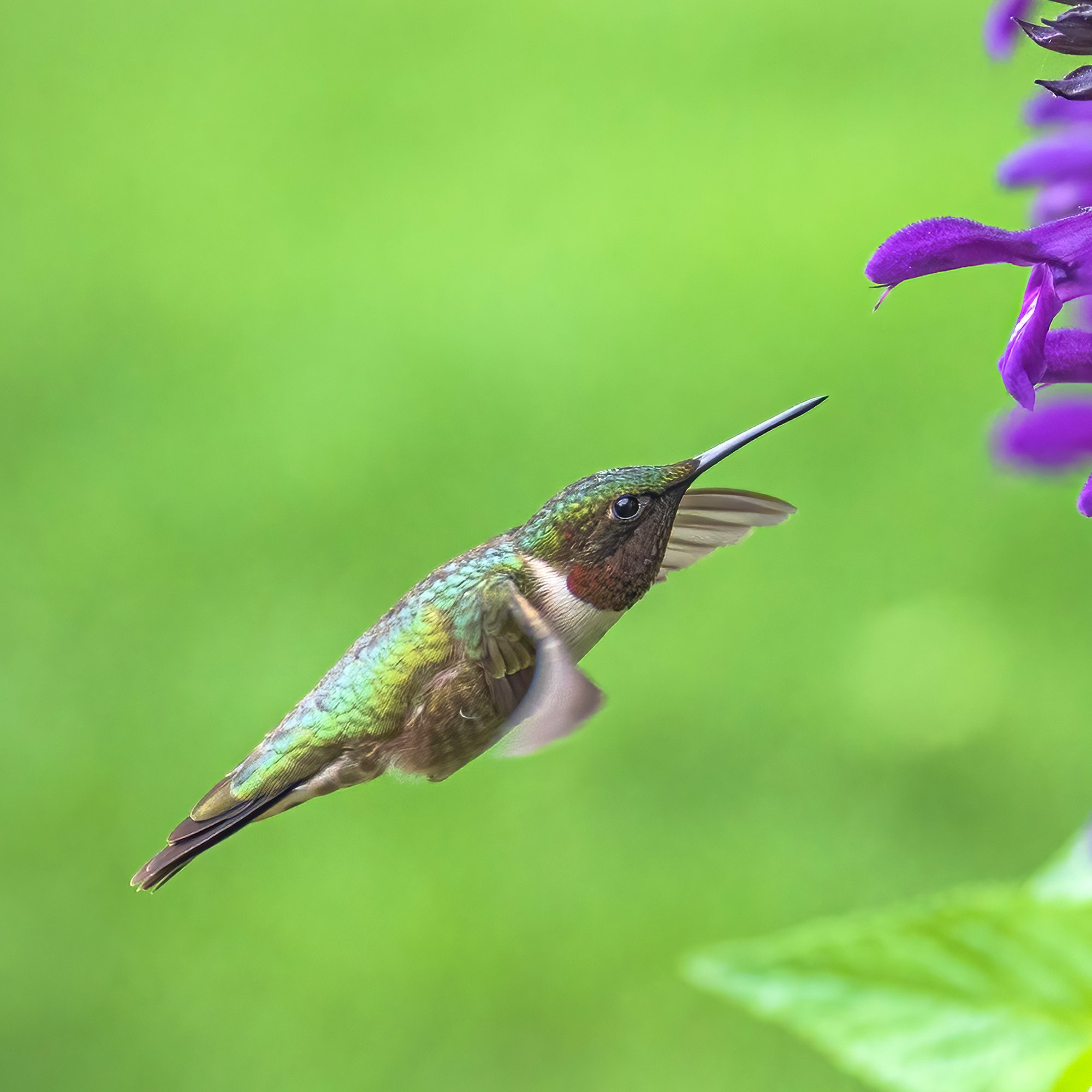 Hummingbirds - Scott Bemman Nature Photography