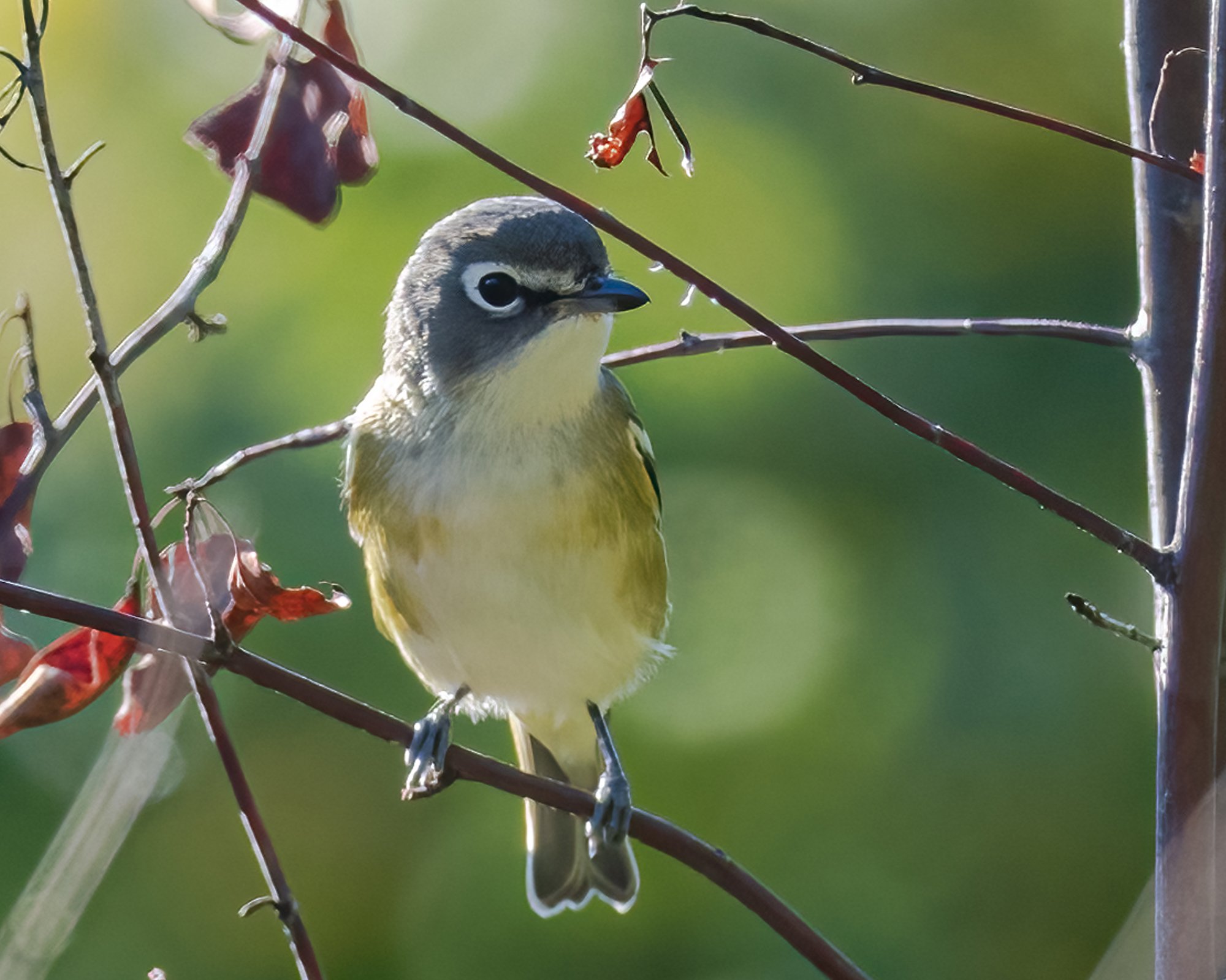 Birds of the Woodlands and Wetlands - Scott Bemman Nature Photography