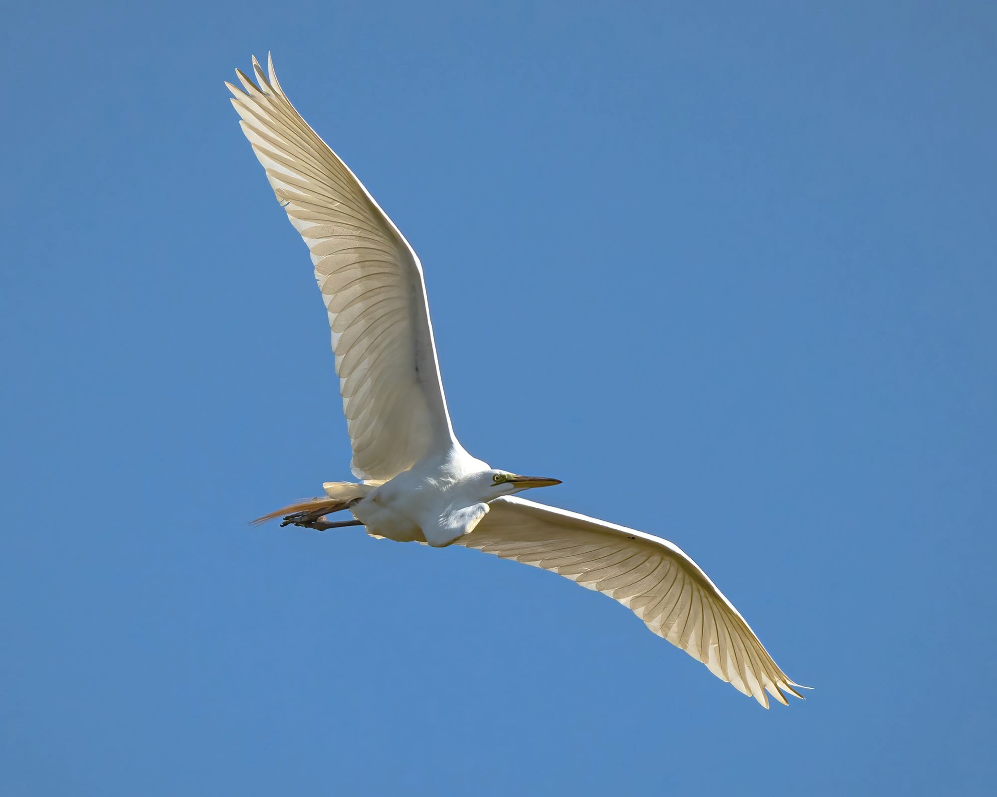 Water Birds - Scott Bemman Nature Photography