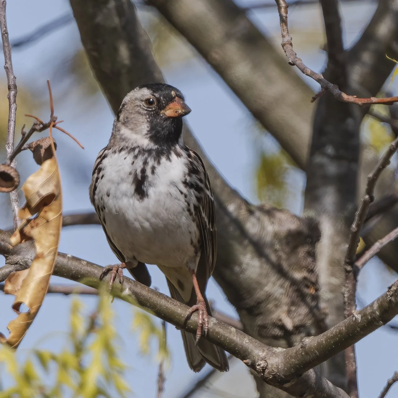 Sparrows - Scott Bemman Nature Photography