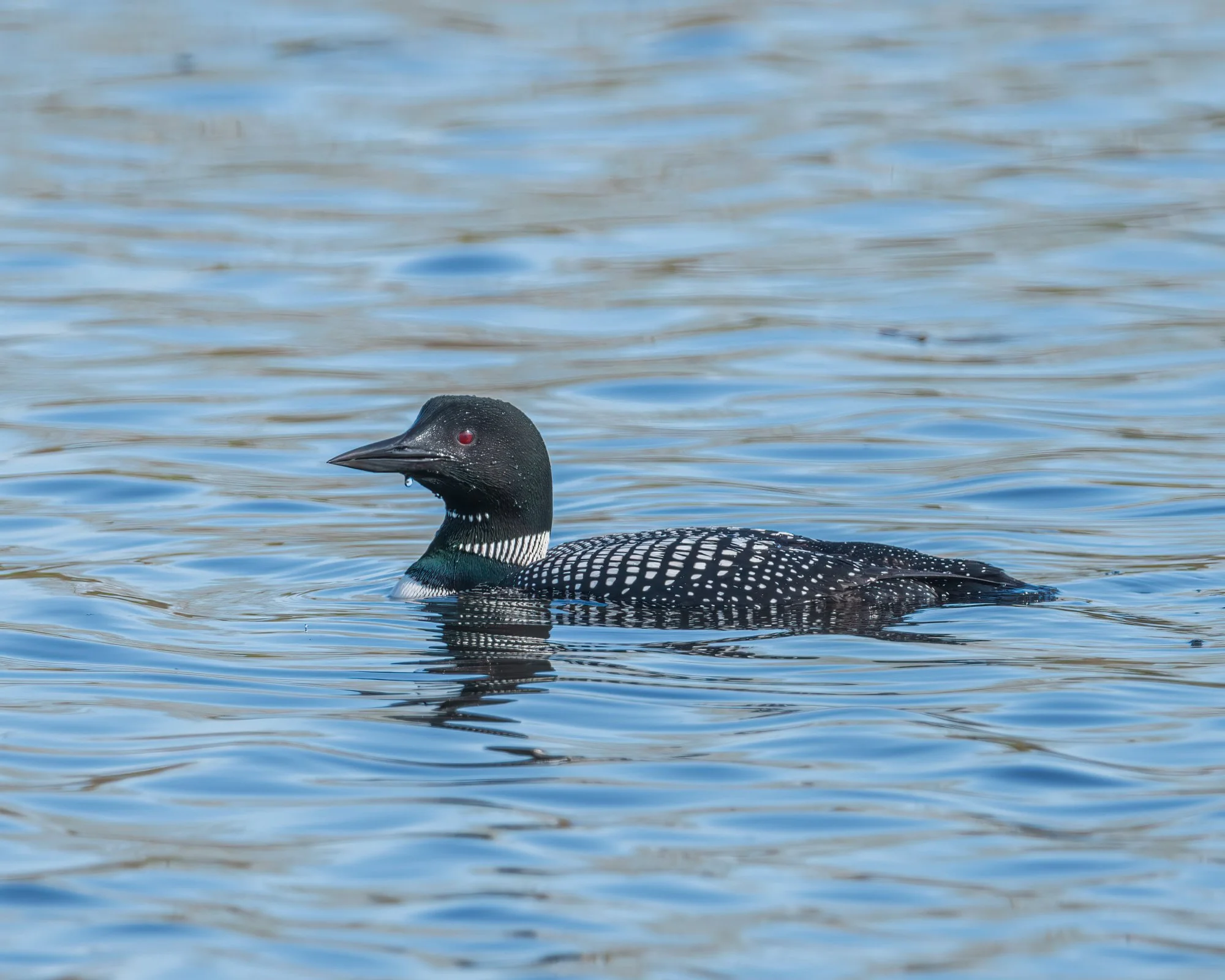Water Birds - Scott Bemman Nature Photography