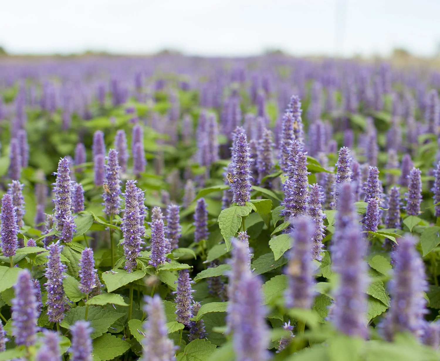 Pollinator Friendly Alliance