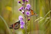 Take Action — Pollinator Friendly Alliance