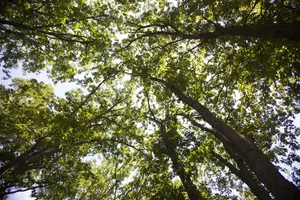 Take Action — Pollinator Friendly Alliance