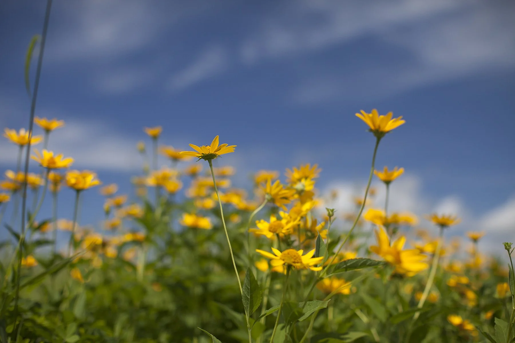 Events — Pollinator Friendly Alliance