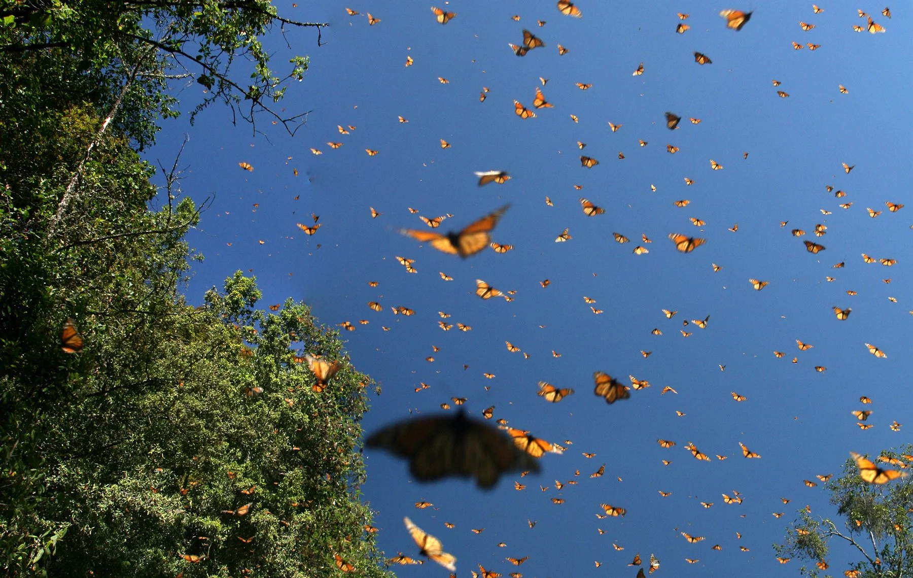 About Us — Pollinator Friendly Alliance