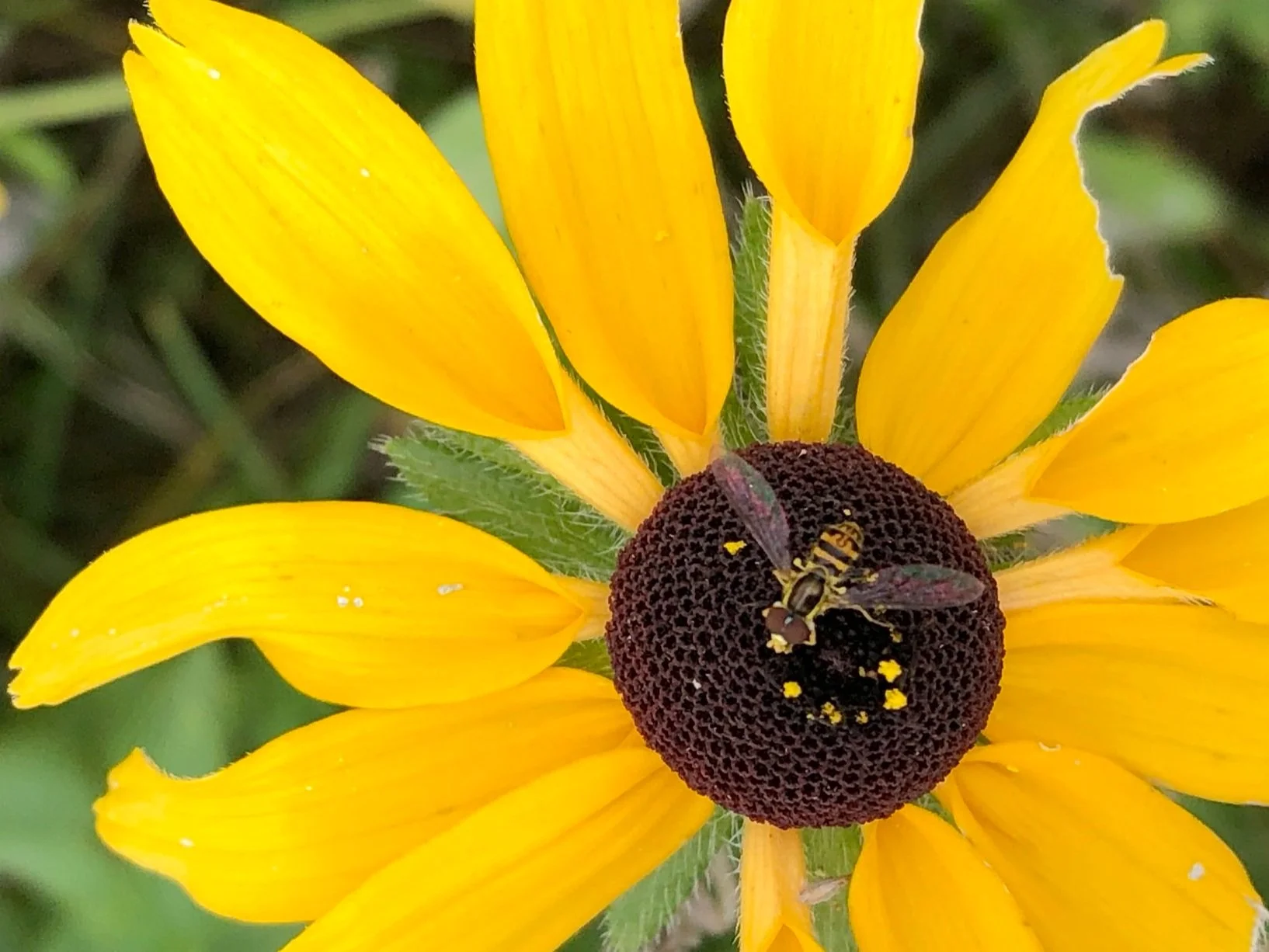 Bees — Pollinator Friendly Alliance