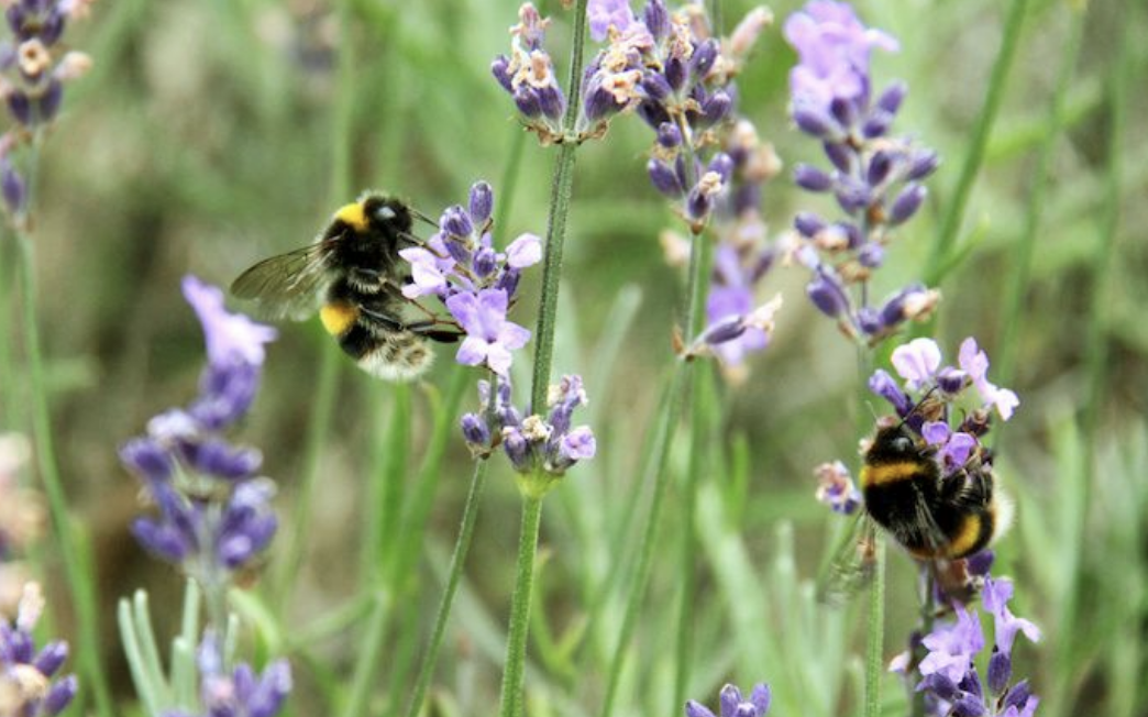 After all these years, neonics are still here — Pollinator Friendly ...