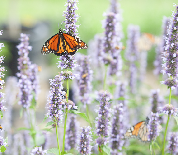Pollinator Friendly Alliance