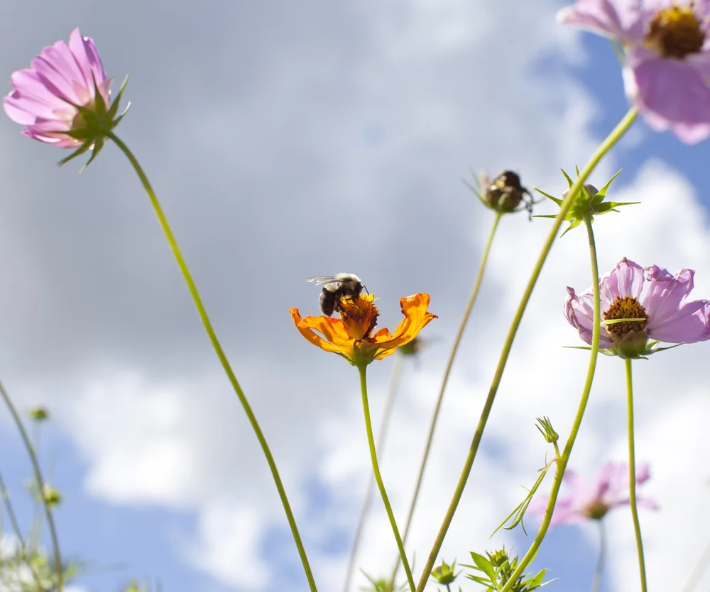 Pollinator Friendly Alliance