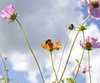 Pollinator Friendly Alliance