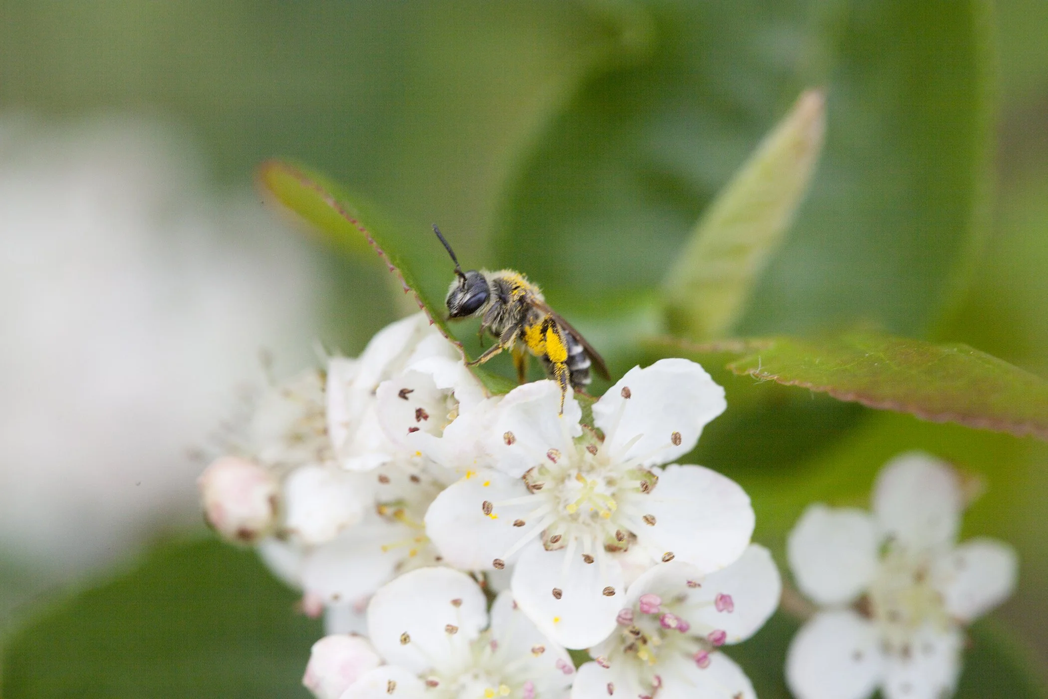 Advocacy — Pollinator Friendly Alliance