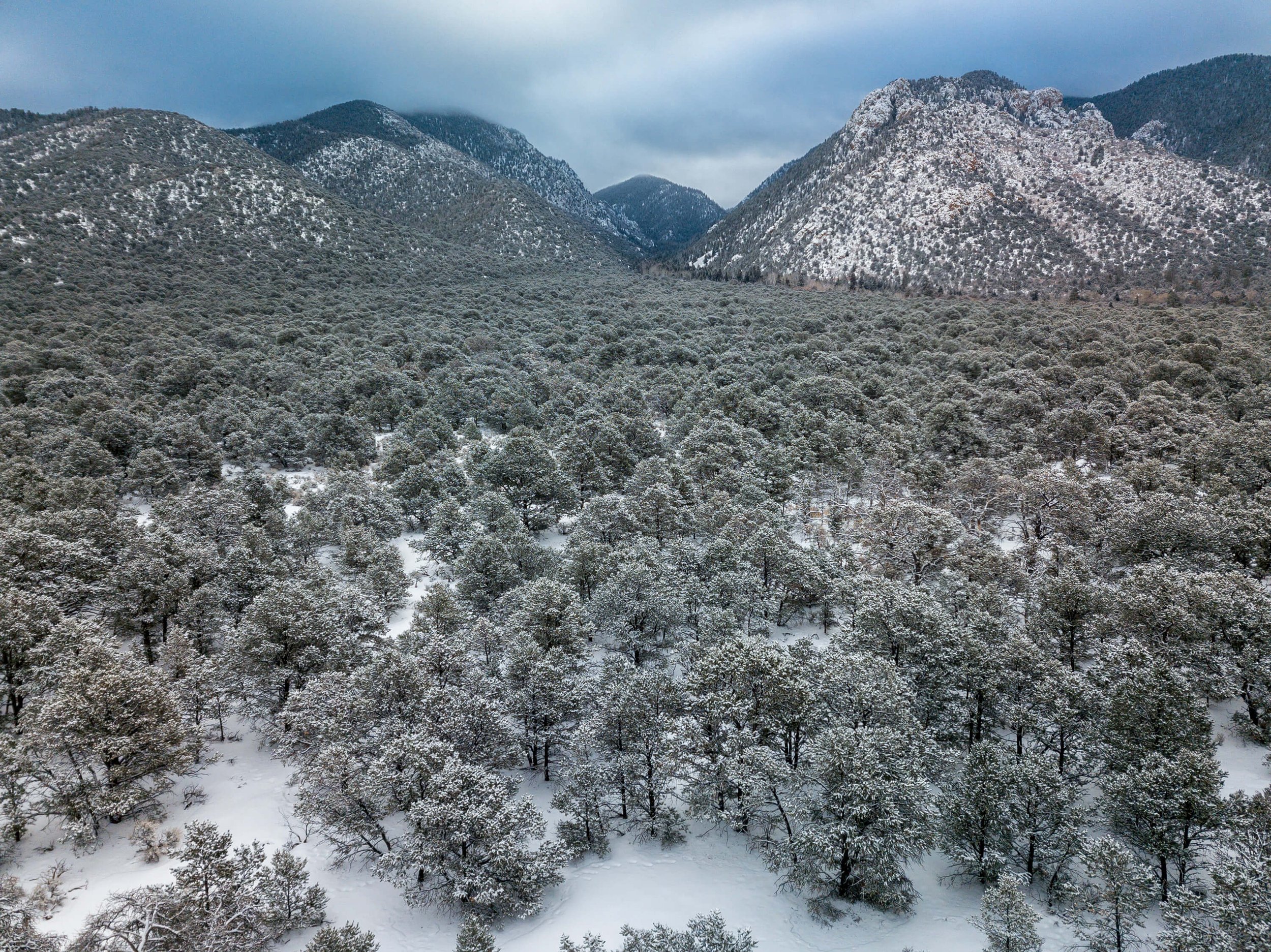 The Woodland — Welcome to Piñon Country