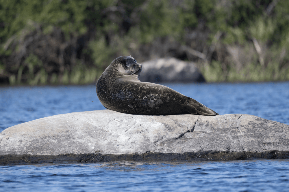 Conservation Values — Seal River Watershed