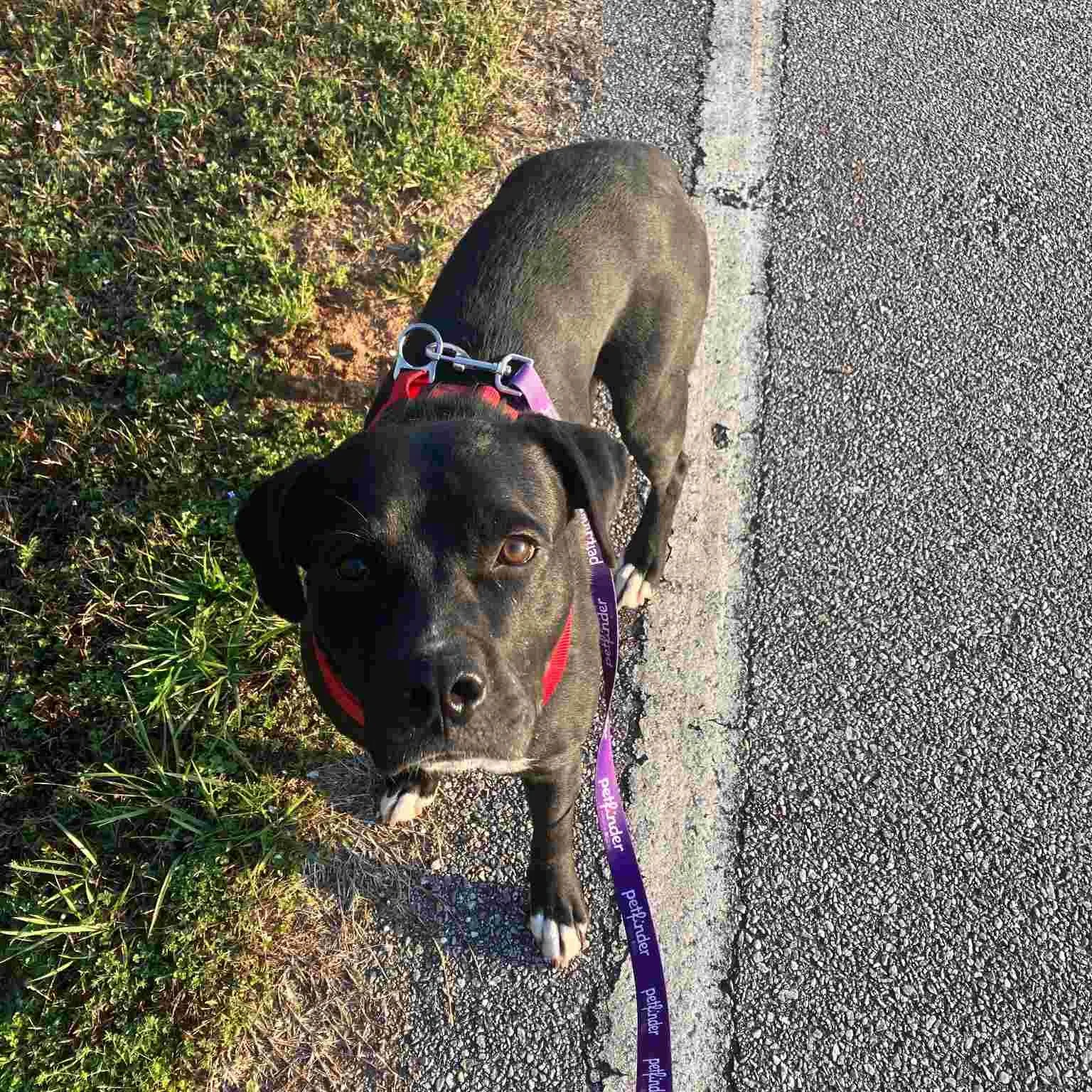 Akuna | Colbert Veterinary Rescue Services, Inc. | A No Kill Animal ...