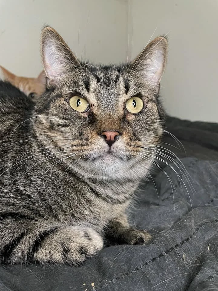 Cats Available for Adoption or Foster | Colbert Veterinary Rescue ...