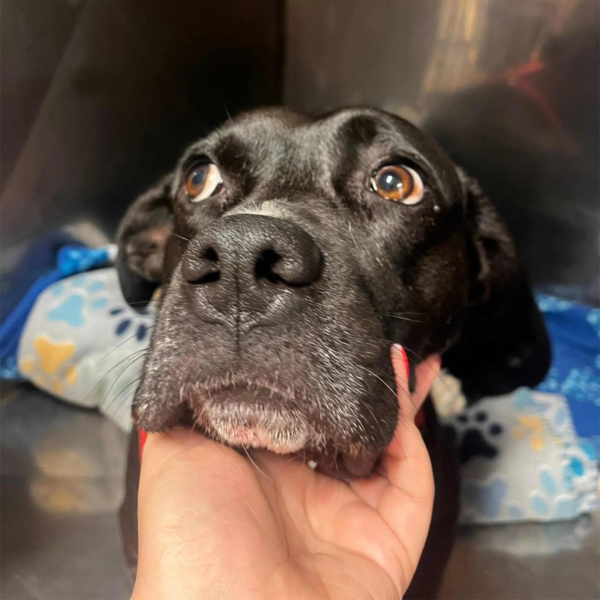 Akuna | Colbert Veterinary Rescue Services, Inc. | A No Kill Animal ...