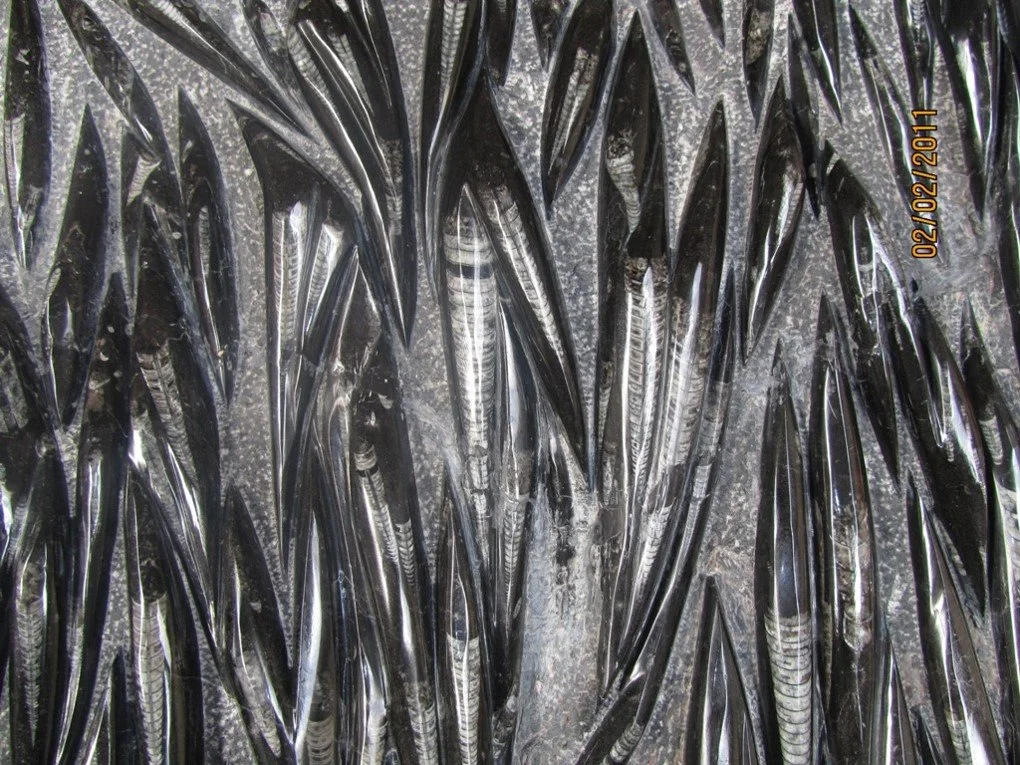 Museum Fossil Stone, Hollywood — Paley Stone & Tile Forensics