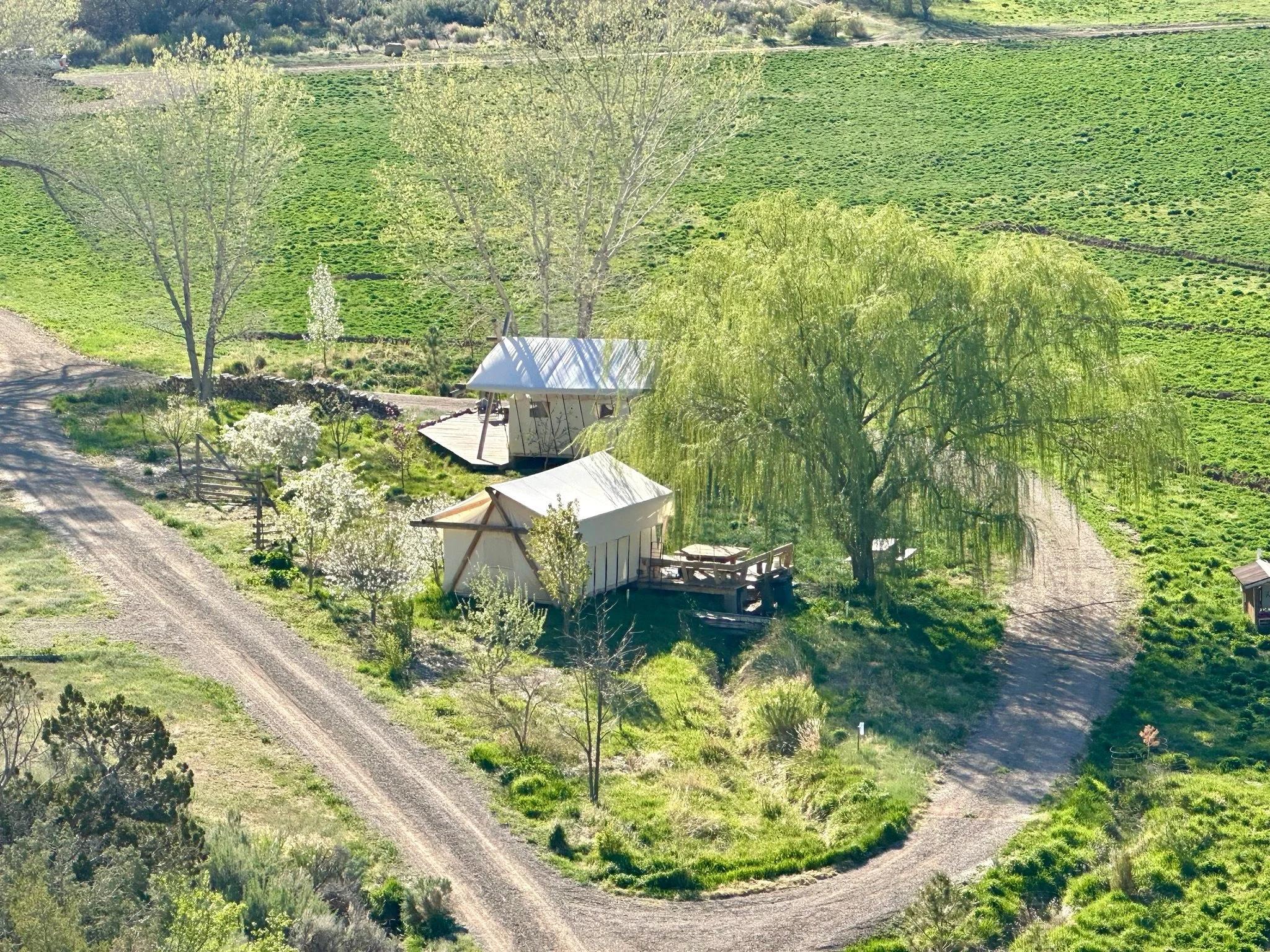 Orchard Tents — RoFo Ranch