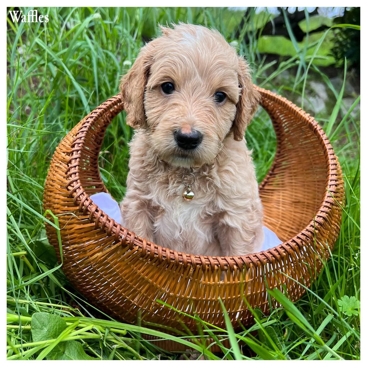 Daisey's Doodles | Breeding Doodles Since 2006