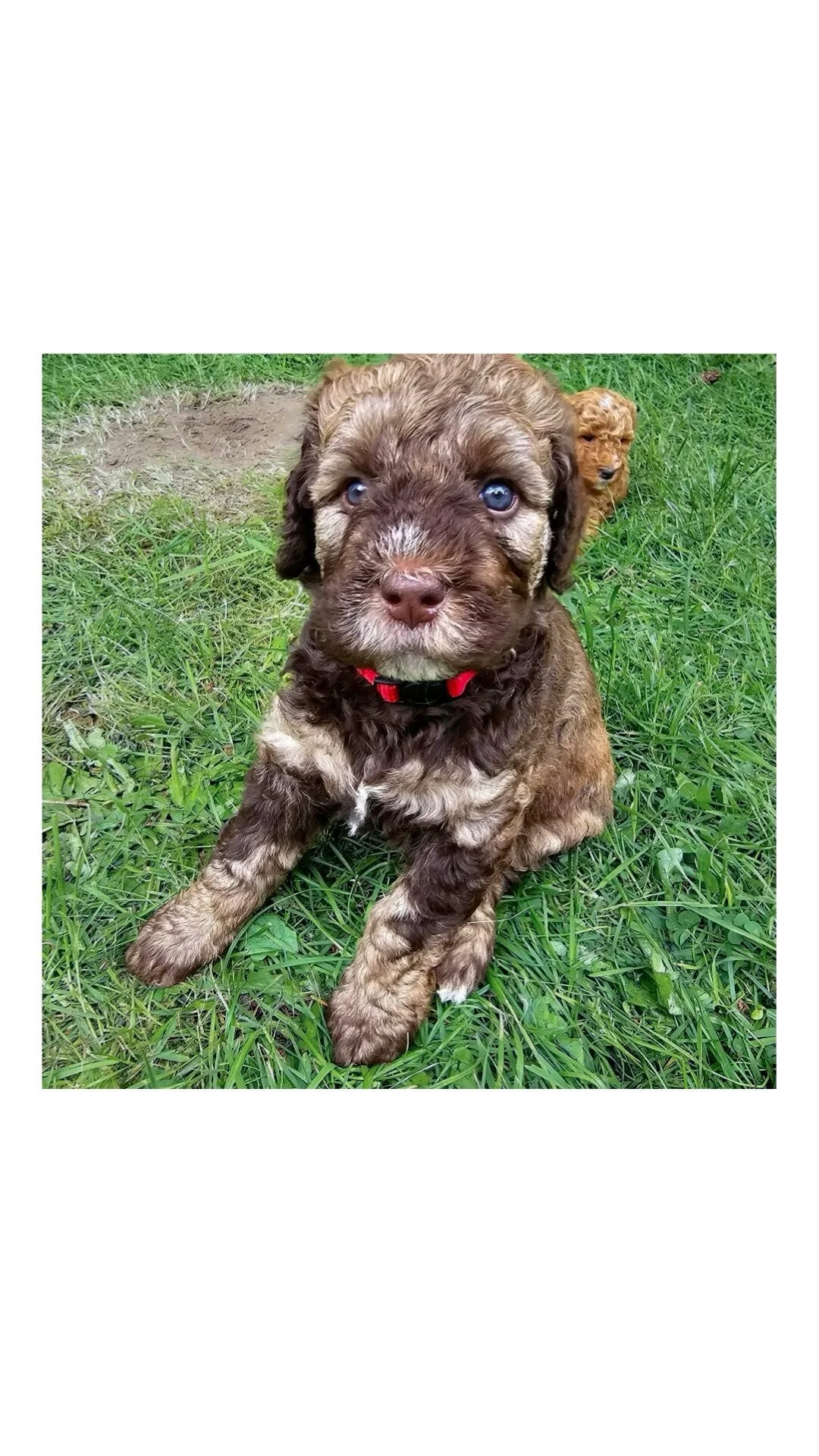 Daisey's Doodles | Breeding Doodles Since 2006