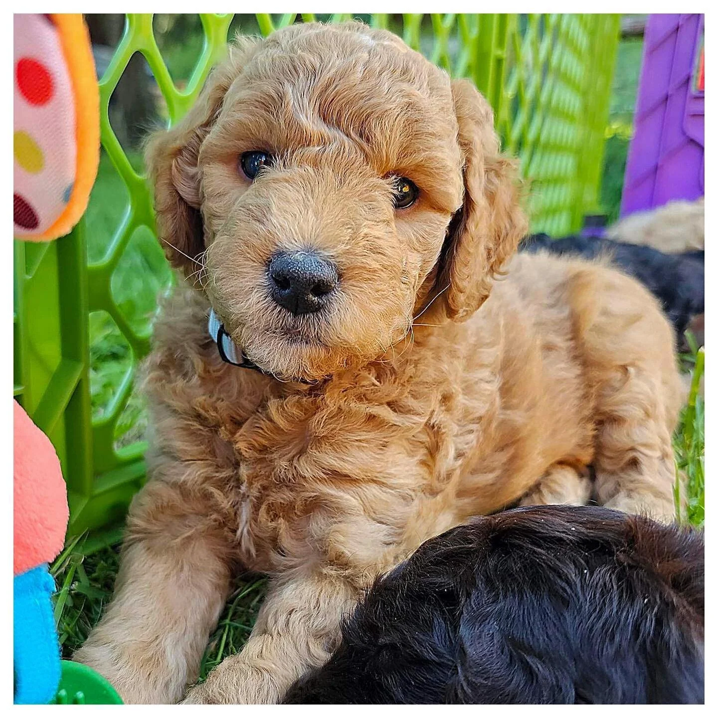 Daisey's Doodles | Breeding Doodles Since 2006