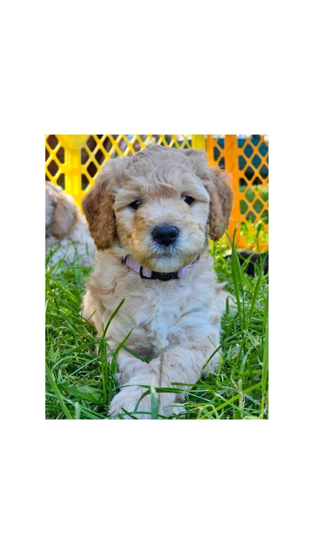 Daisey's Doodles | Breeding Doodles Since 2006