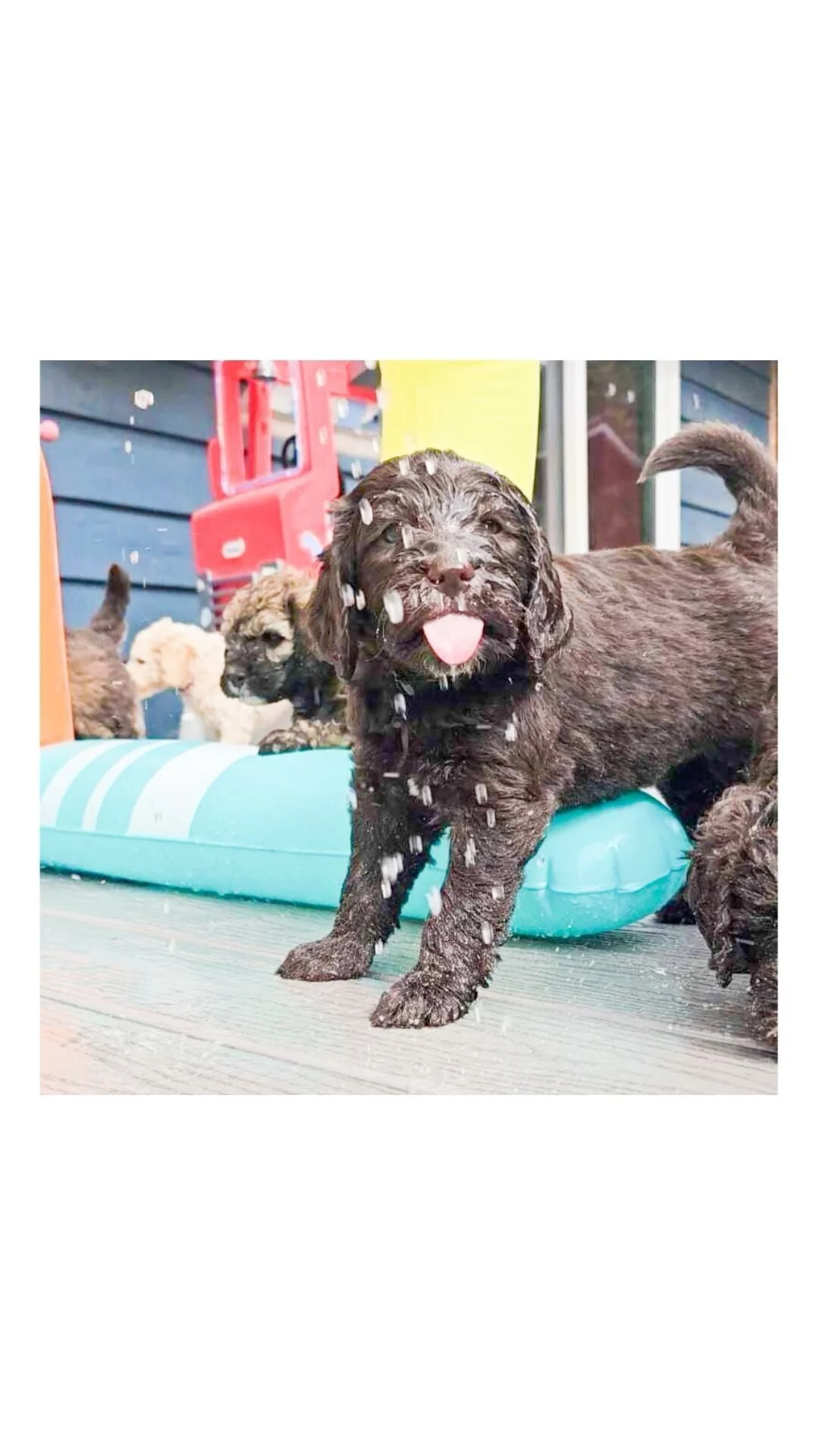 Daisey's Doodles | Breeding Doodles Since 2006