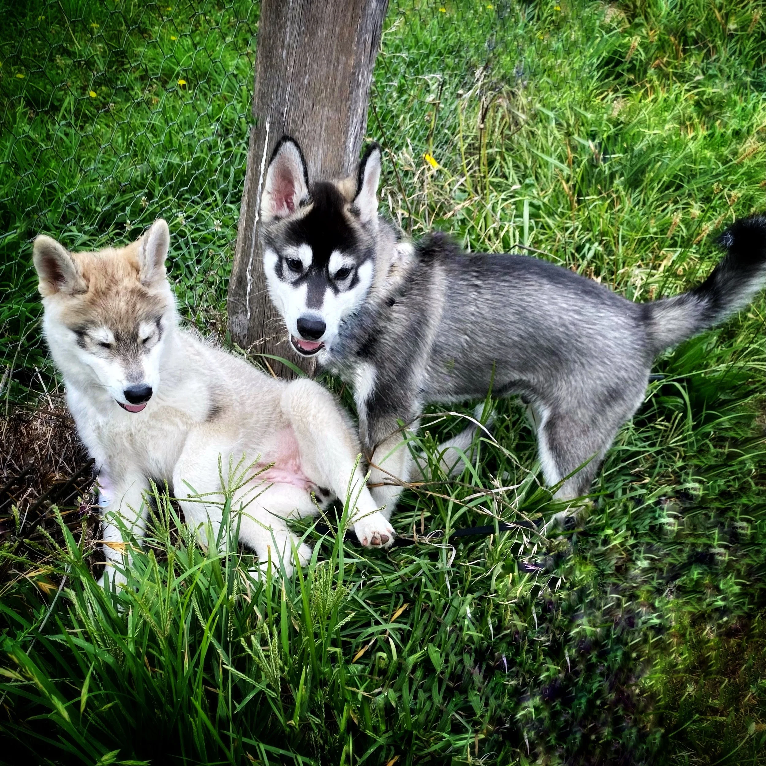 Tikaani Wolfalike photo gallery — Wolfalike Dogs Australia