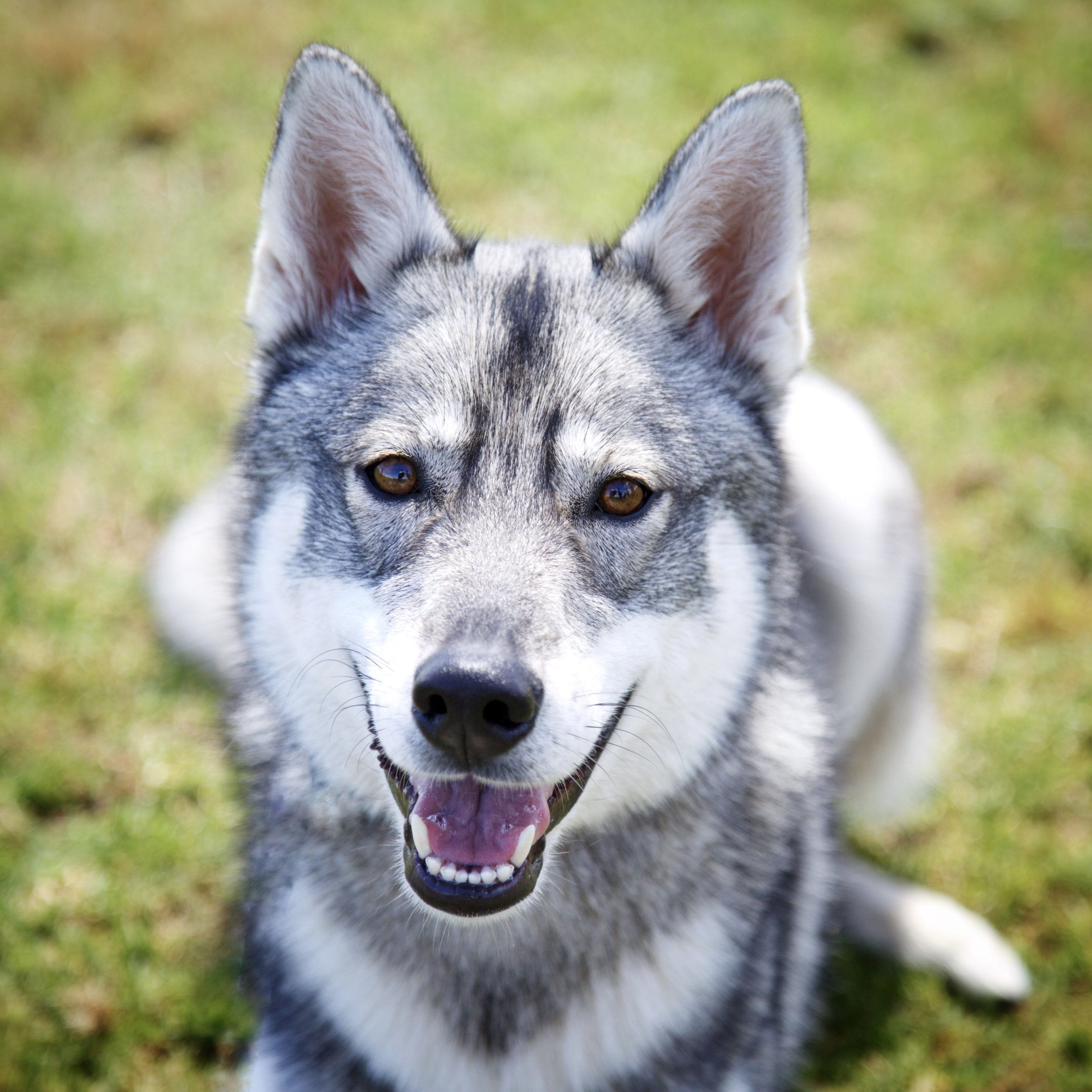 Tikaani Wolfalike Pack — Wolfalike Dogs Australia