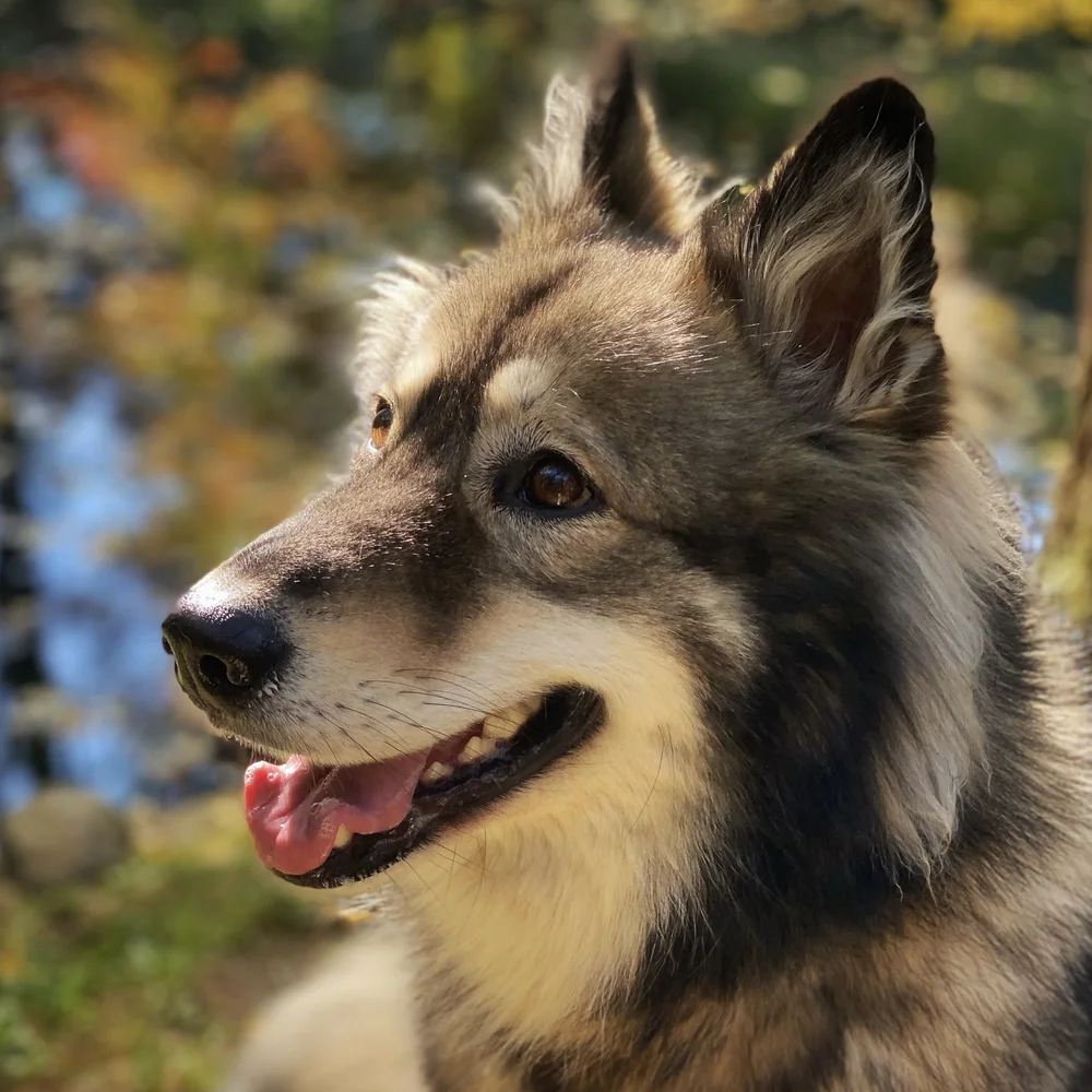 Tikaani Wolfalike Pack — Wolfalike Dogs Australia