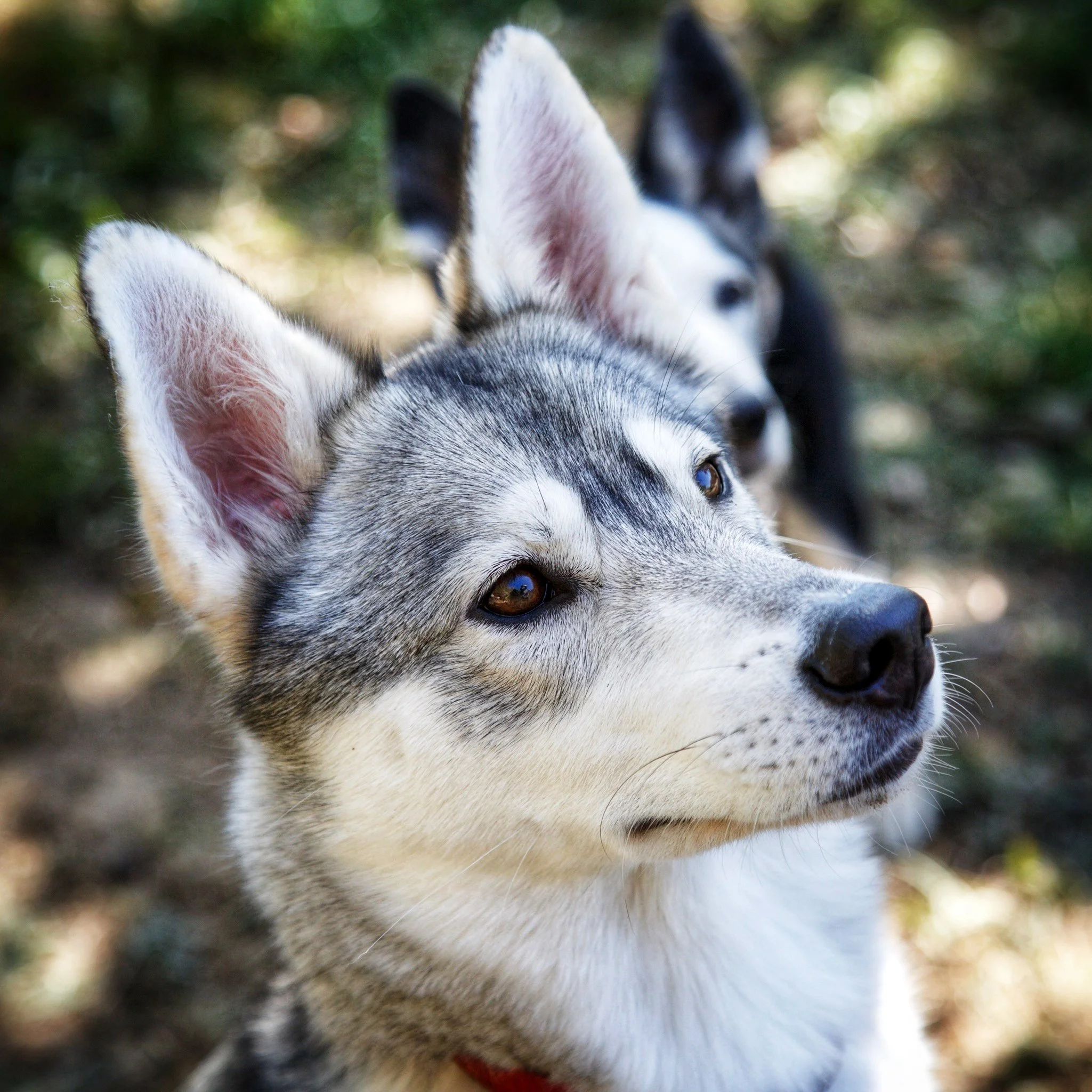 Tikaani Wolfalike Pack — Wolfalike Dogs Australia