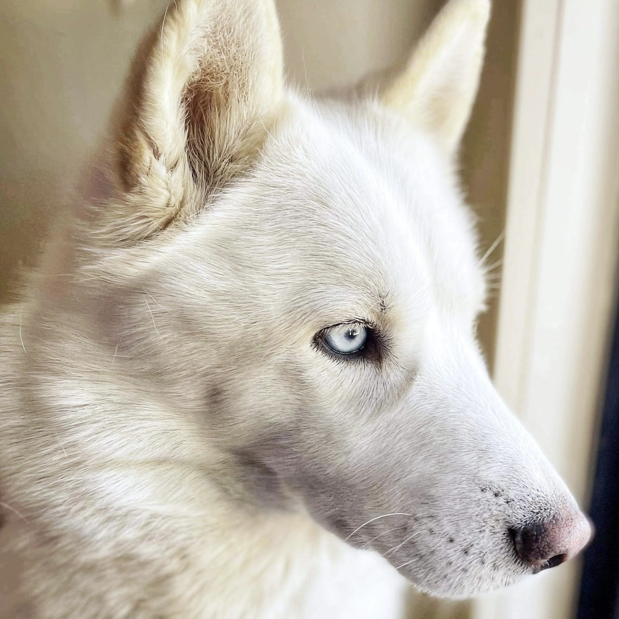 Tikaani Wolfalike Pack — Wolfalike Dogs Australia