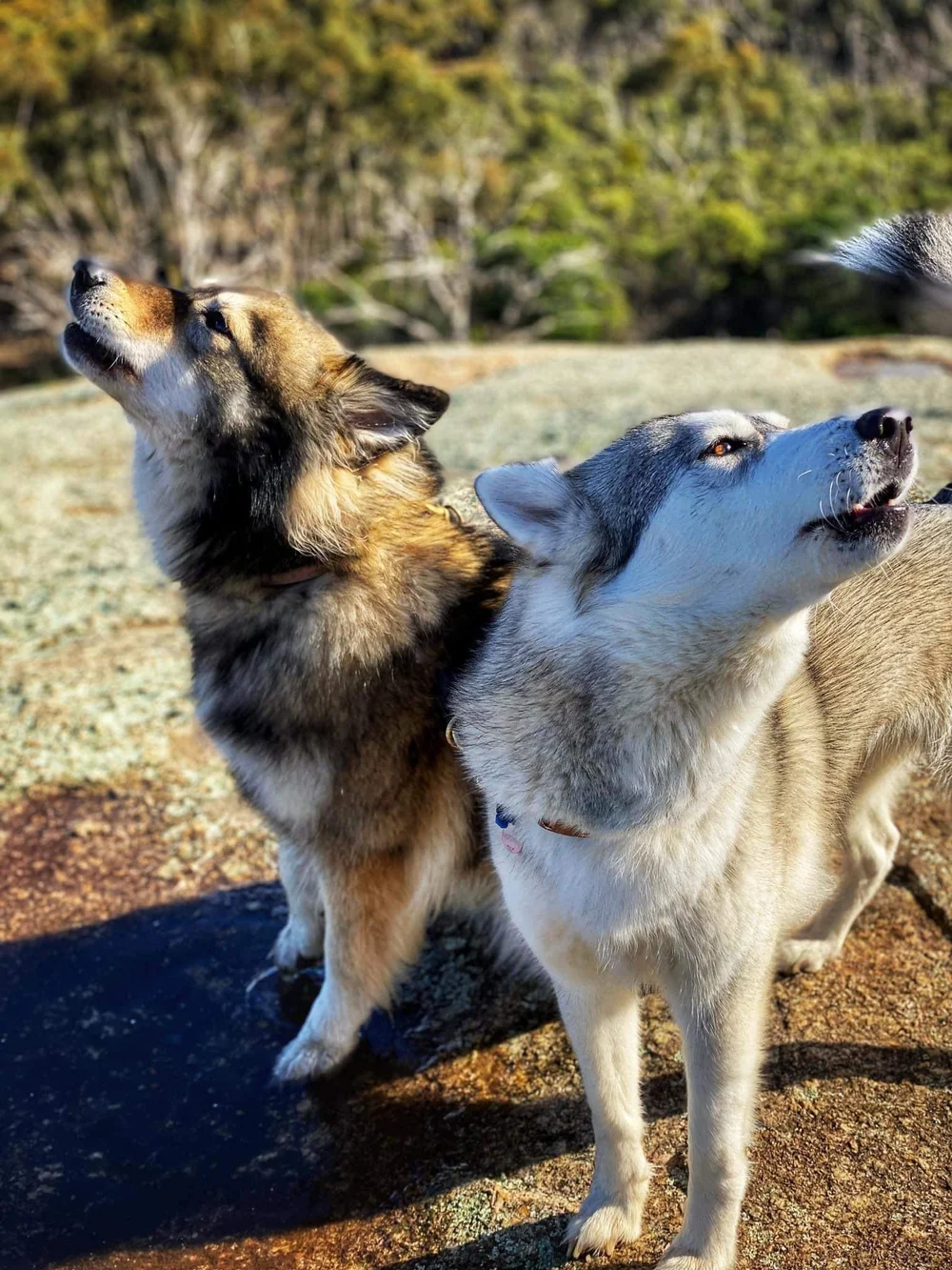 Tikaani Wolfalike Puppies — Wolfalike Dogs Australia