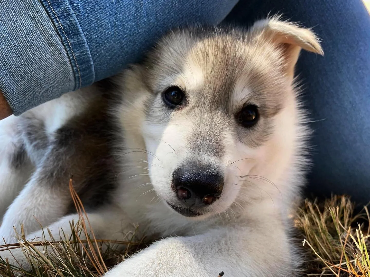 Tikaani Wolfalike Puppies — Wolfalike Dogs Australia