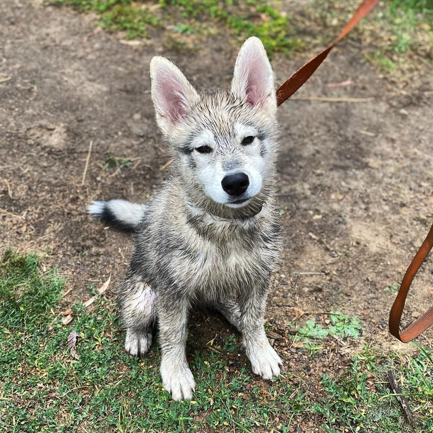 Tikaani Wolfalike Puppies — Wolfalike Dogs Australia